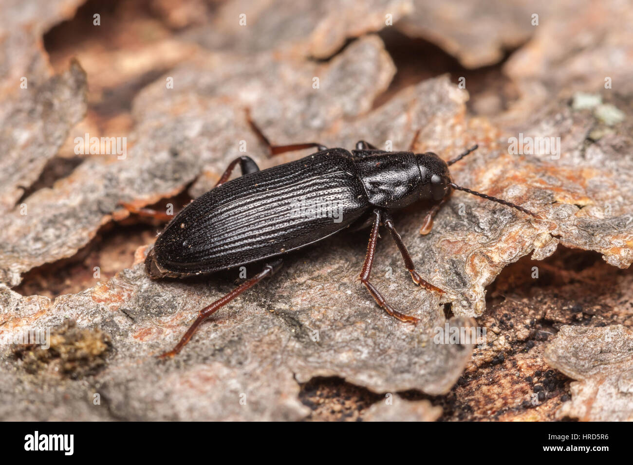False Mealworm Beetle