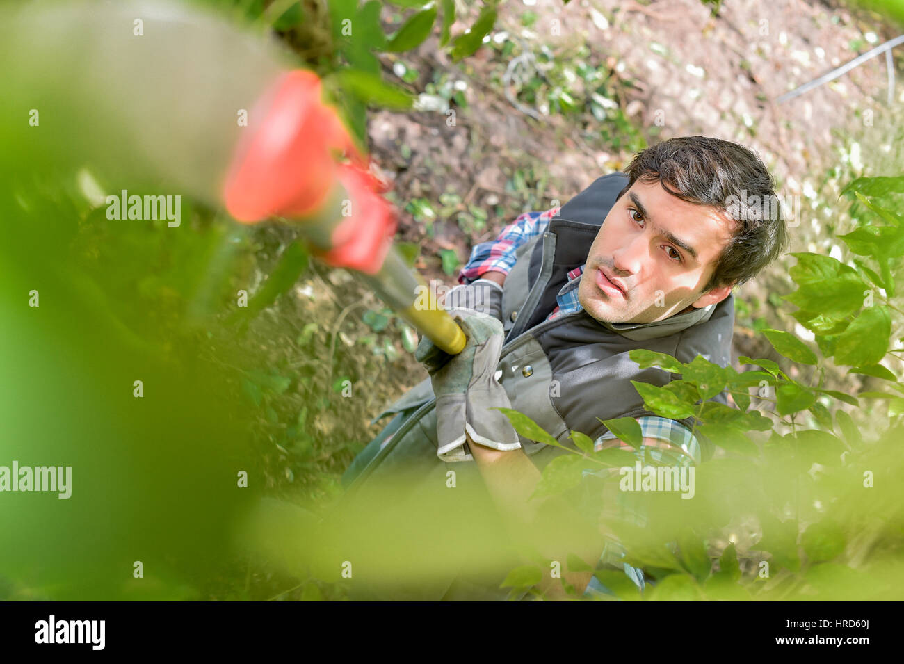 Cutting a branch Stock Photo - Alamy