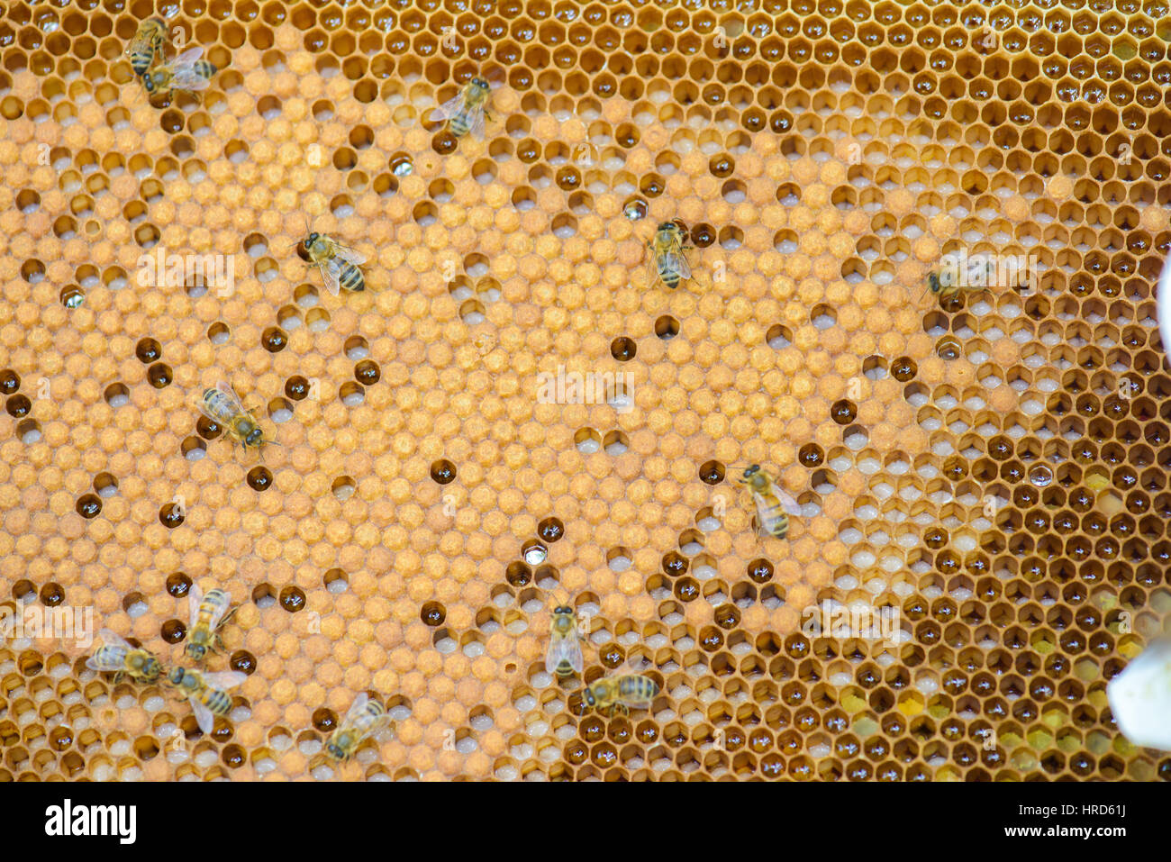 colony of bees Stock Photo - Alamy