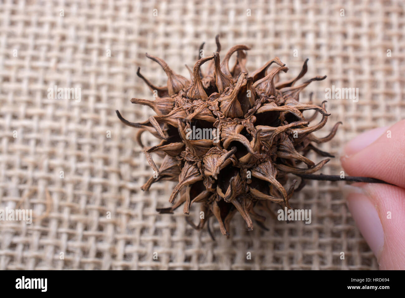 Hand holding brown pod or capsule in hand onbrown background Stock ...