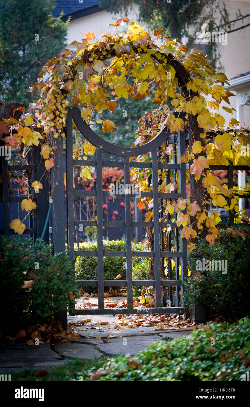 Overgrown garden fence and gate, late autumn Stock Photo - Alamy