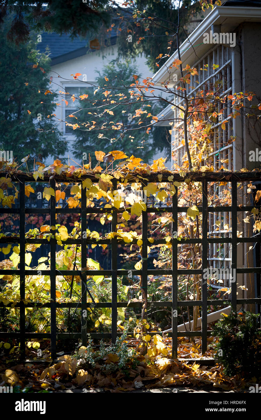 Overgrown garden fence, late autumn Stock Photo - Alamy