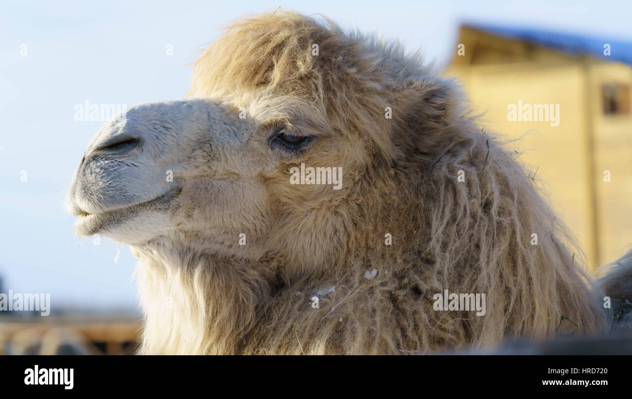 Land of camels hi-res stock photography and images - Alamy