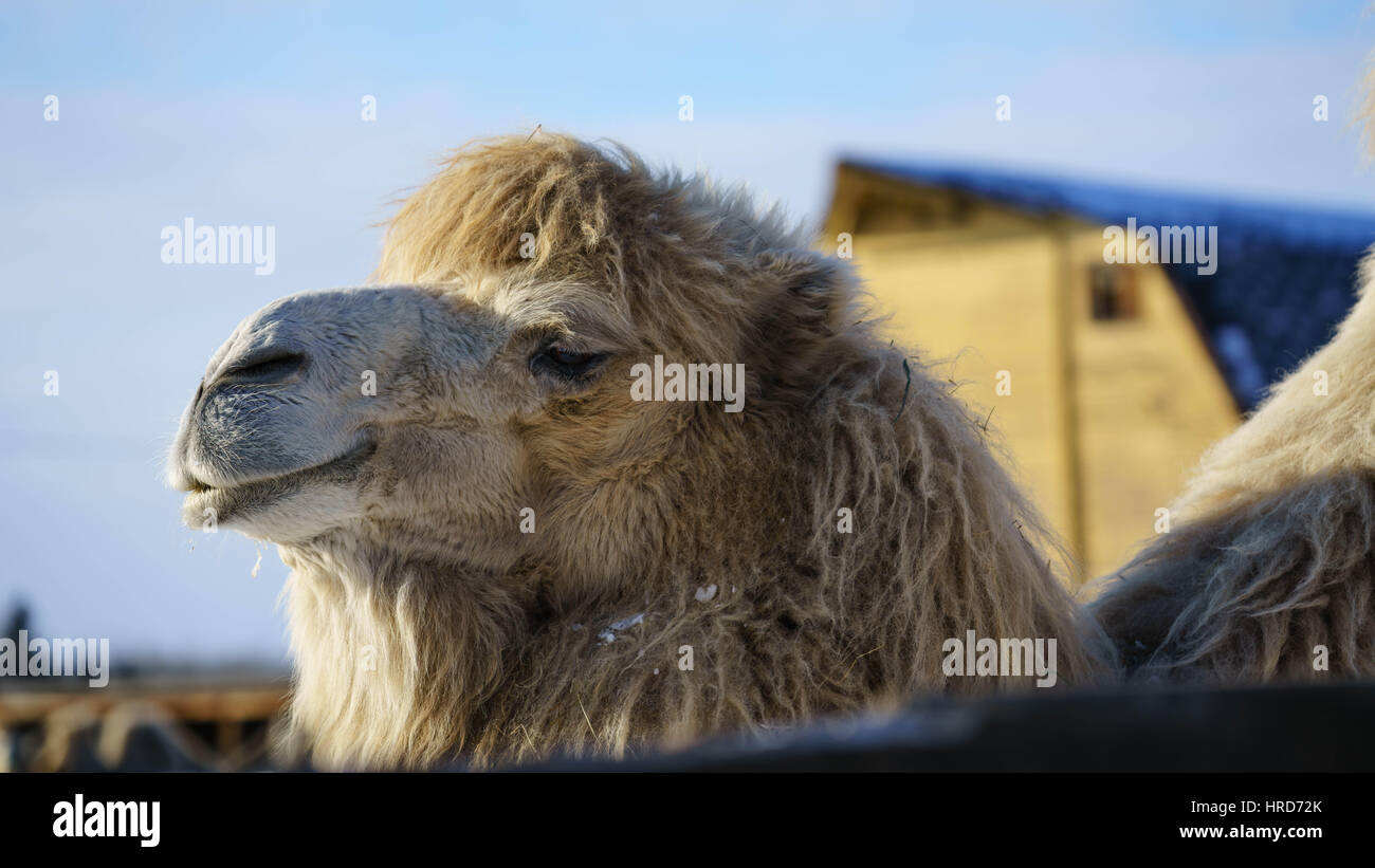 Land of camels hi-res stock photography and images - Alamy