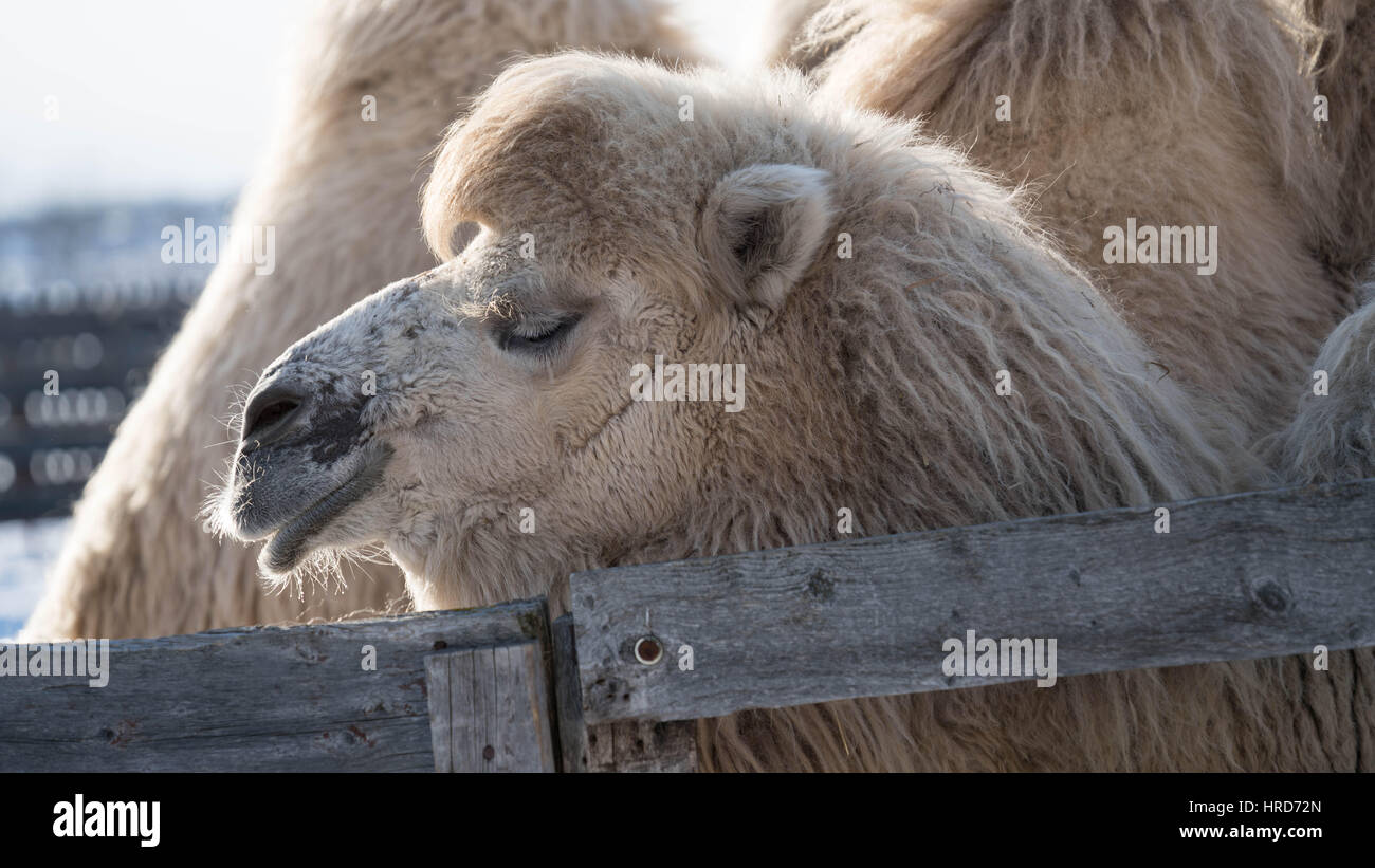 Camels in Canada, winter, Alberta, snow Stock Photo - Alamy