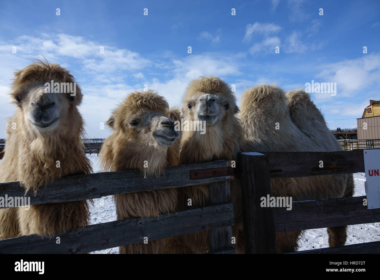Land of camels hi-res stock photography and images - Alamy