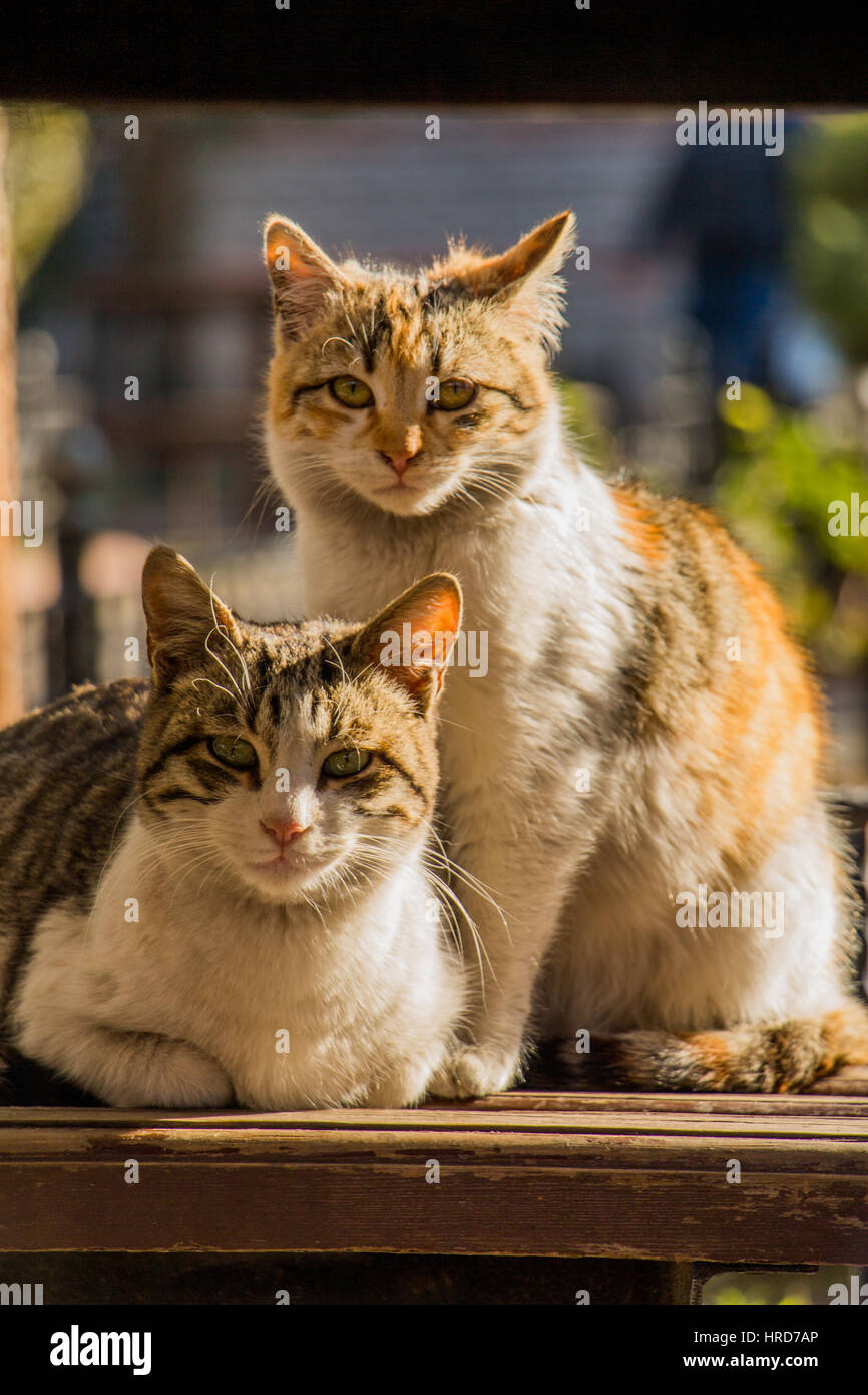 Another portrait of the homeless street cats Stock Photo - Alamy