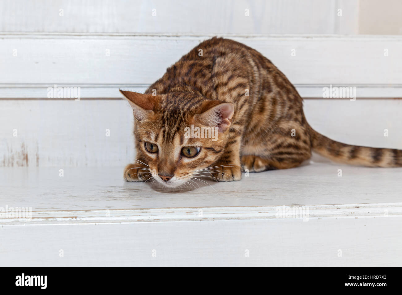 The Bengali cat was prepared to the jump on a booty,Beautiful little ...