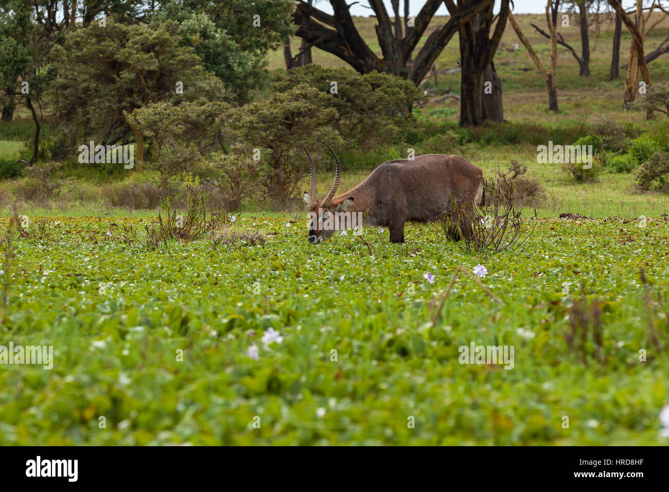 Animals Kenya Lake Nakuru, Waterbuck in Nakuru Park, animal, waterbuck ...