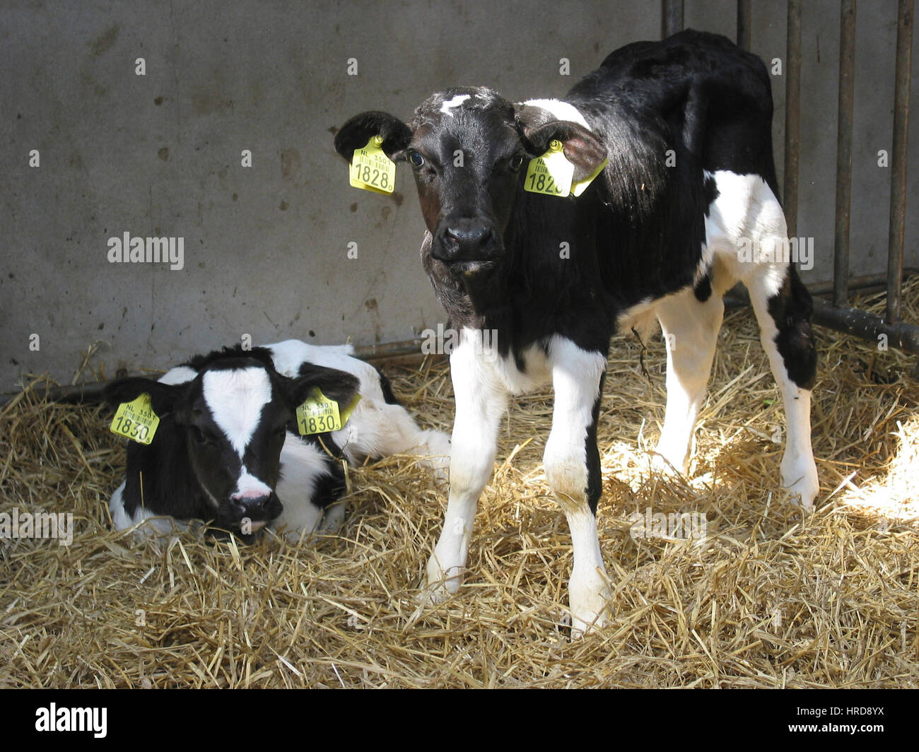 Cow giving birth calf hi-res stock photography and images - Alamy