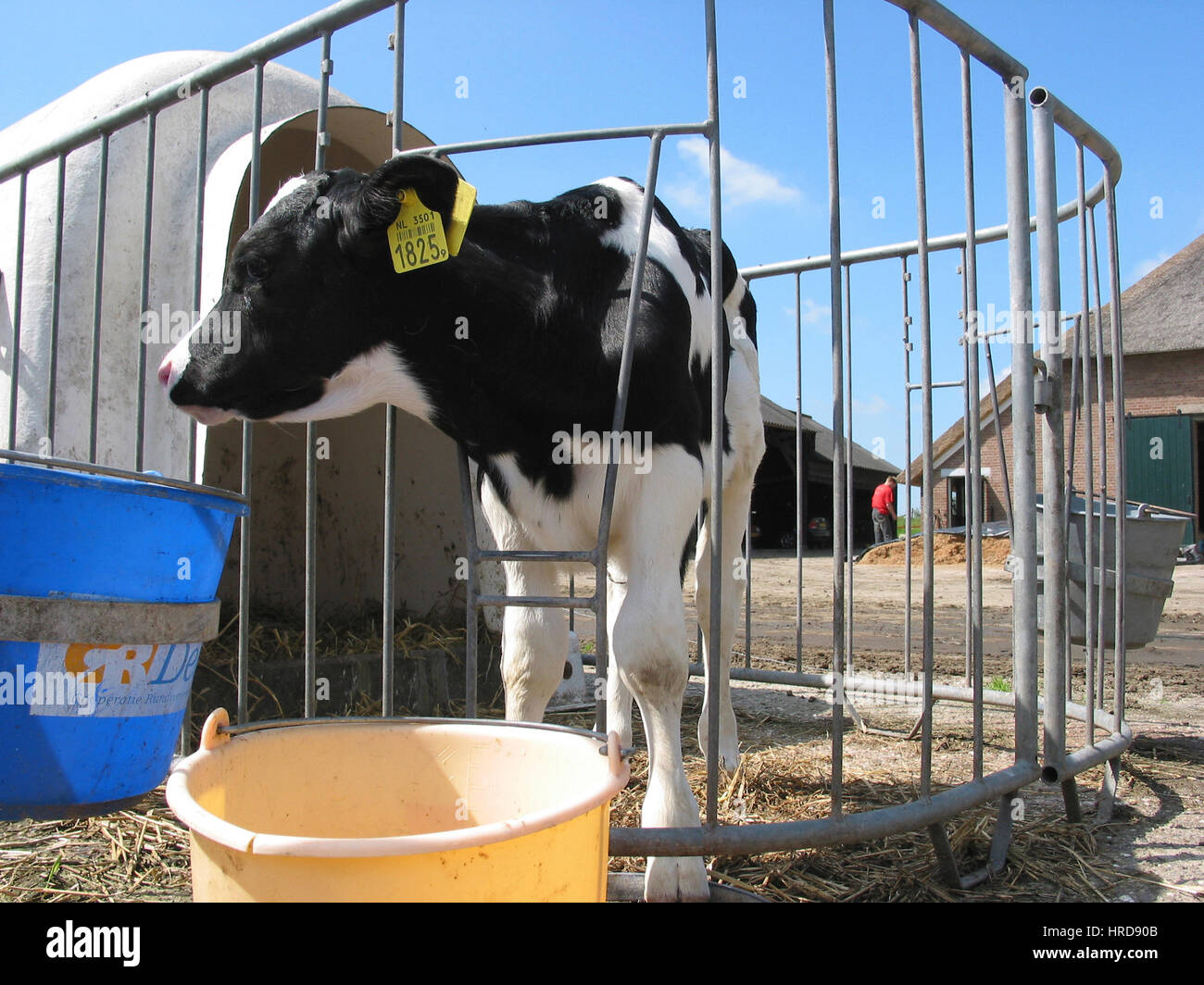 new born calf on a dairy farm in the netherlands Stock Photo - Alamy