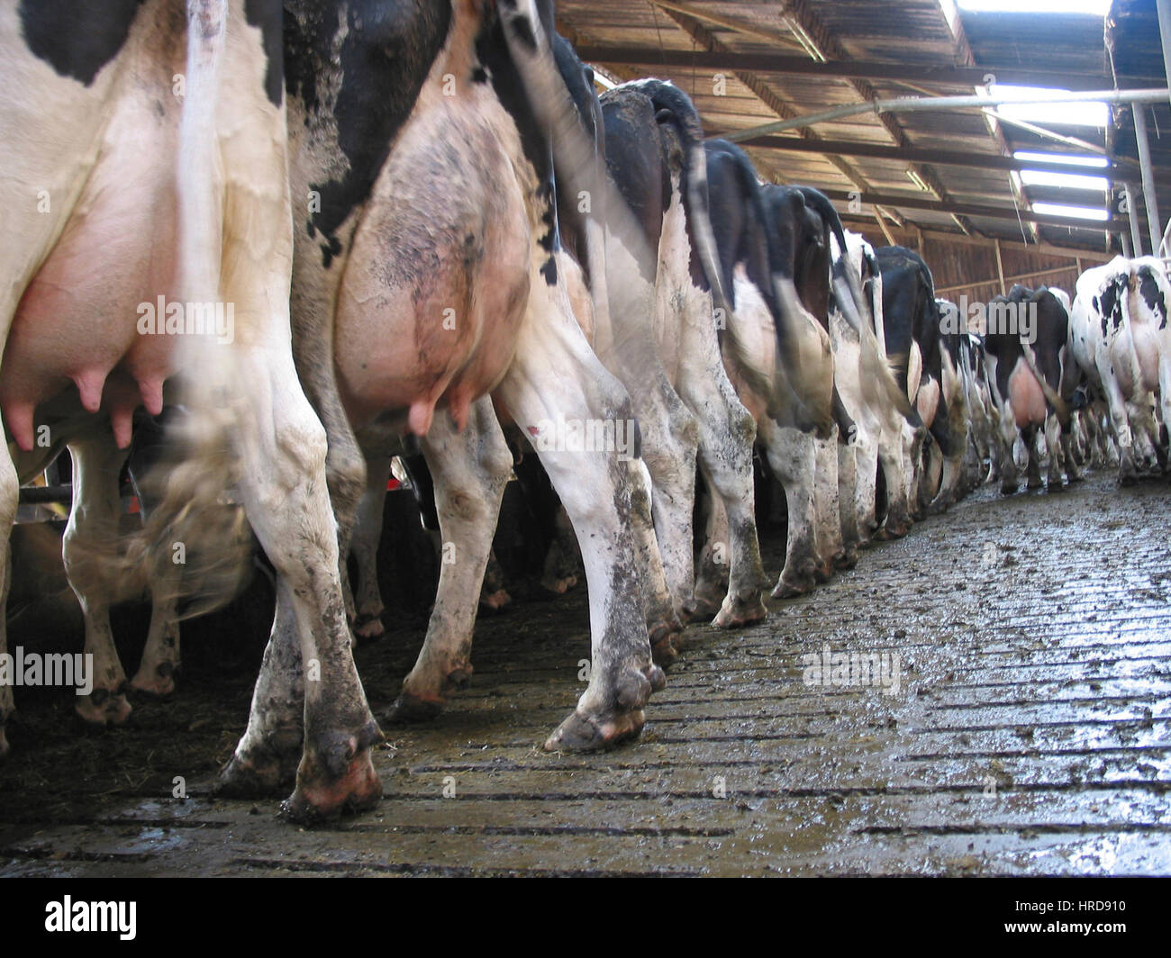 Milk_production hi-res stock photography and images - Alamy
