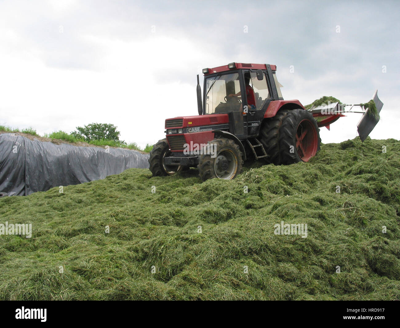 grass (hay) is cut and conserved under plastic Stock Photo - Alamy