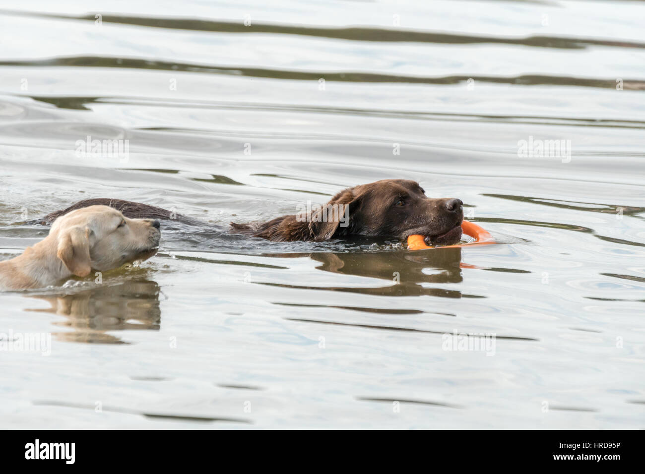 Puppy and Adult Dog Play in Water Stock Photo - Alamy