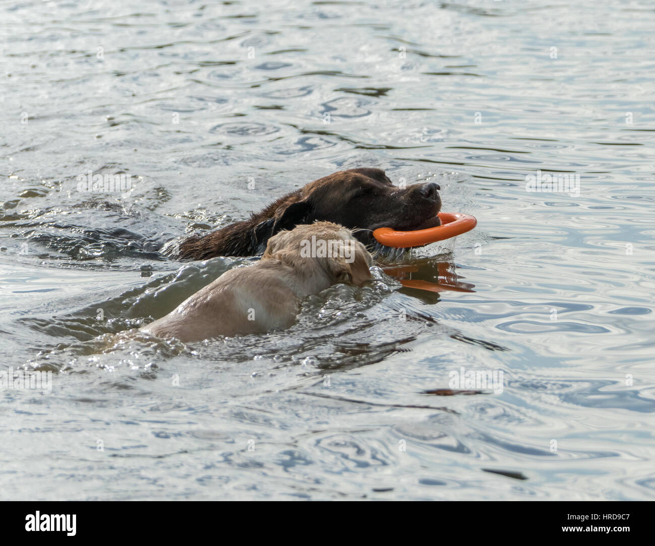 A chocolate adult Labrador Retriever and yellow puppy play with an ...