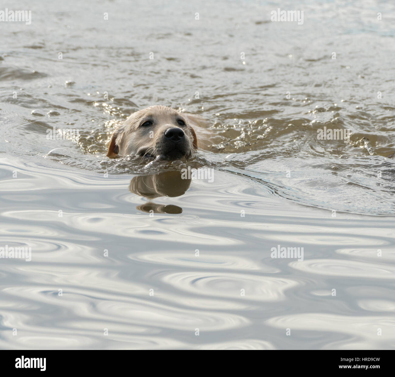 Close up of a Labrador Retriever puppy swimming with his face reflected ...