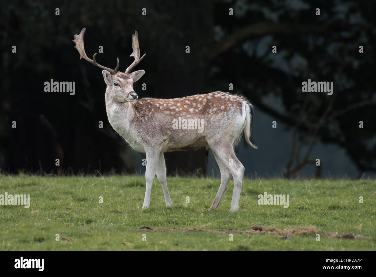 Sideways at a close angle hi-res stock photography and images - Alamy