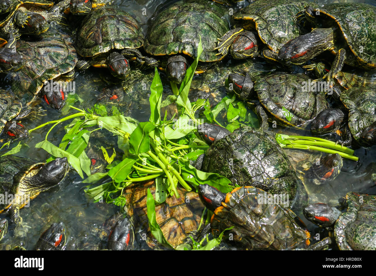 Turtles eating green leaves in a temple in Penang, Malaysia Stock Photo ...