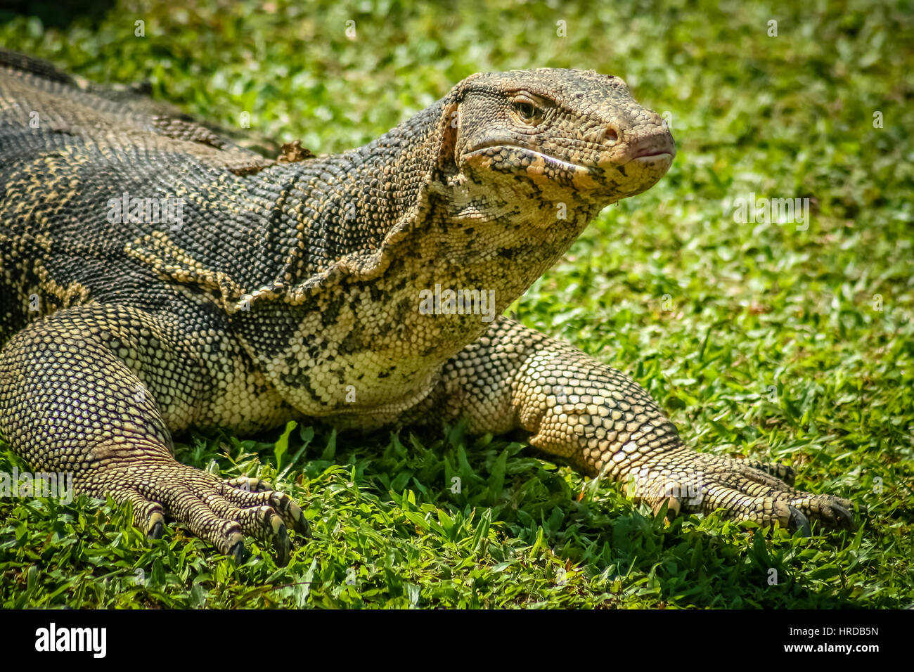 Large lizard photographed in public park in Bangkok, Thailand Stock ...