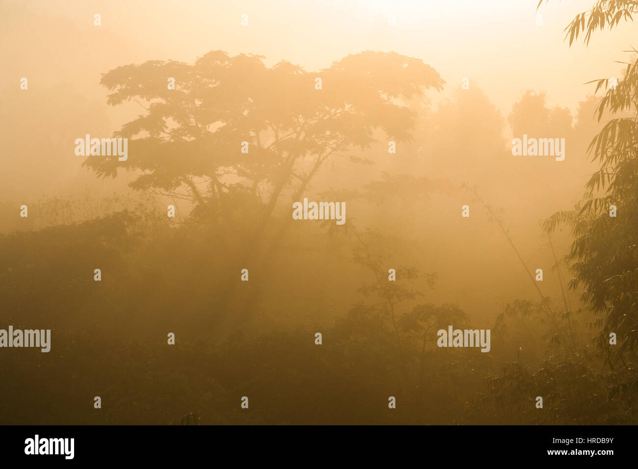 Tropical jungle in in the morning mist during sunrise, Thailand Stock ...