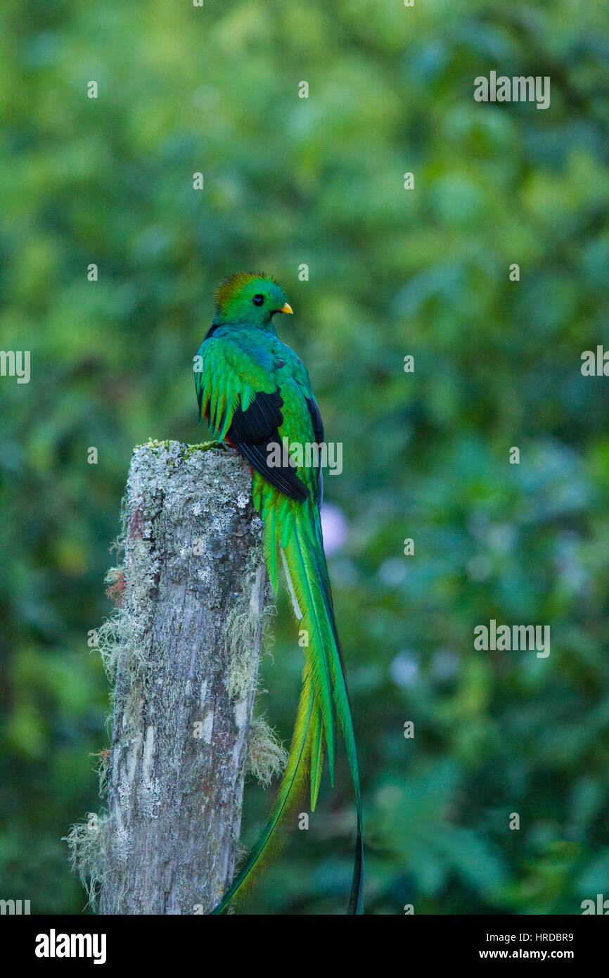 The Resplendent Quetzal, Pharomachrus mocinno, was the sacred bird of ...