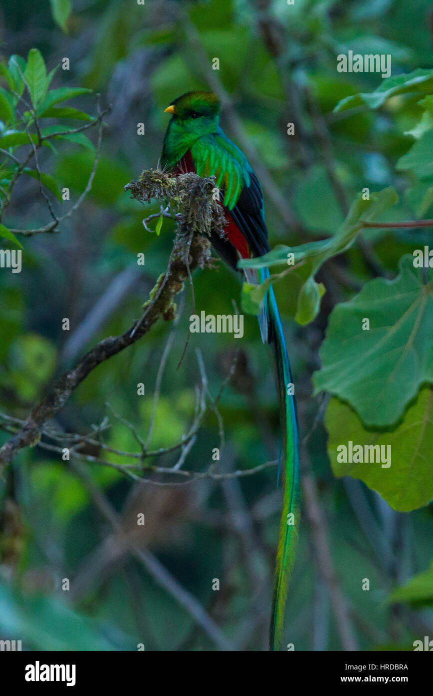 The Resplendent Quetzal, Pharomachrus mocinno, was the sacred bird of ...