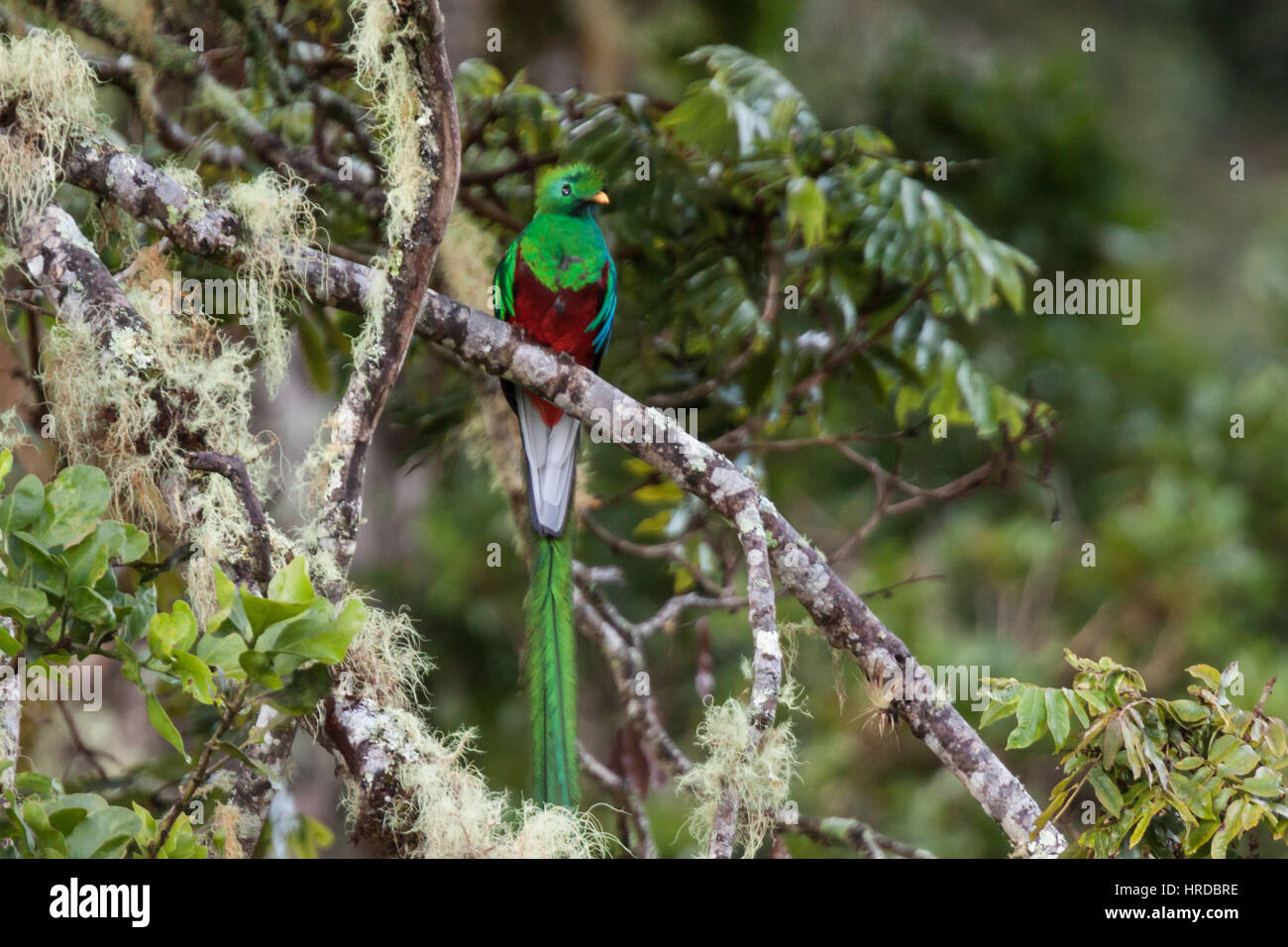 The Resplendent Quetzal, Pharomachrus mocinno, was the sacred bird of ...