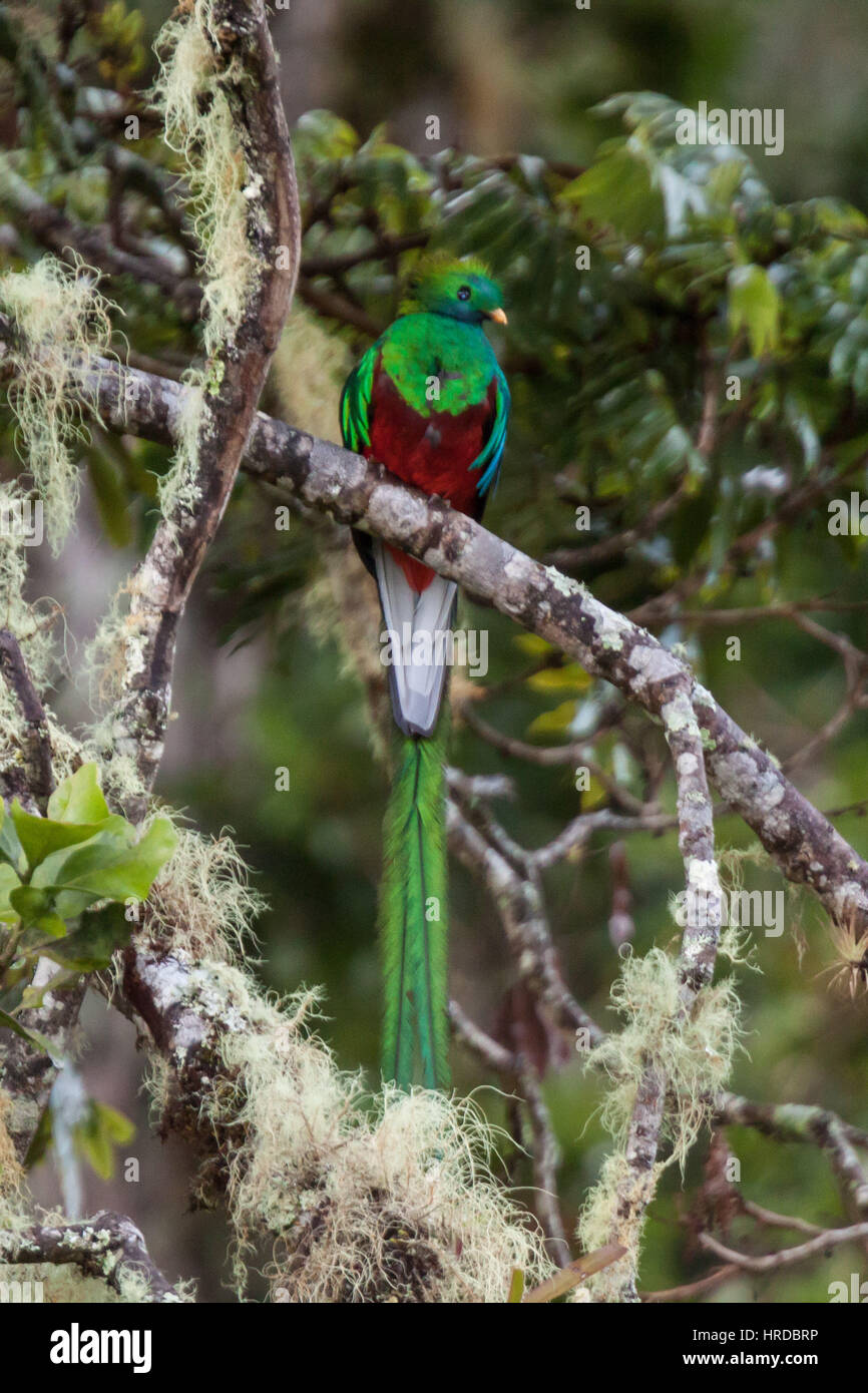 The Resplendent Quetzal, Pharomachrus mocinno, was the sacred bird of ...