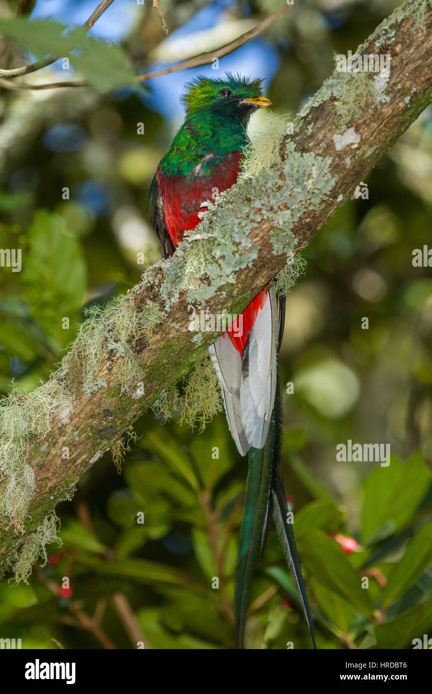The Resplendent Quetzal, Pharomachrus mocinno, was the sacred bird of ...