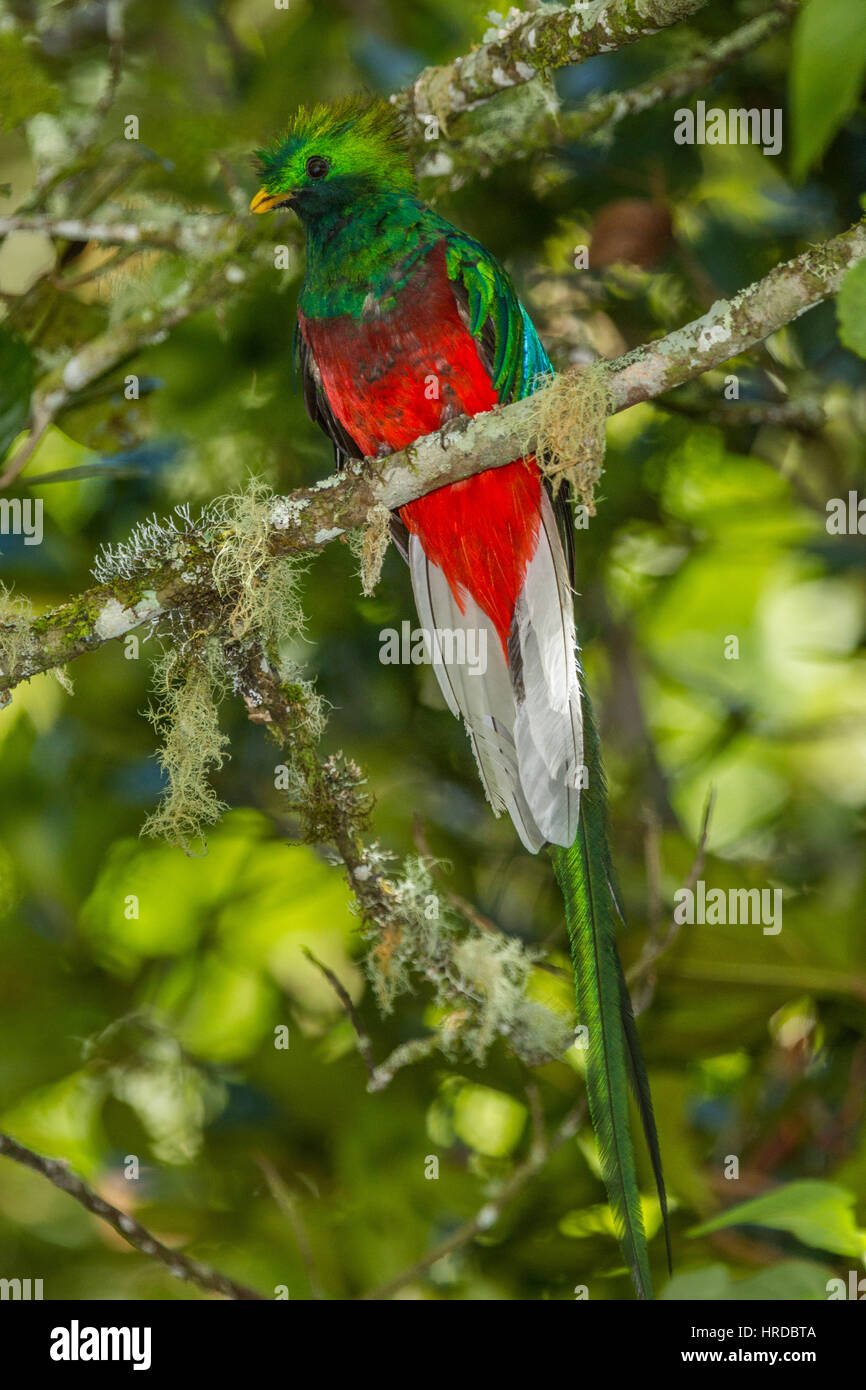 The Resplendent Quetzal, Pharomachrus mocinno, was the sacred bird of ...