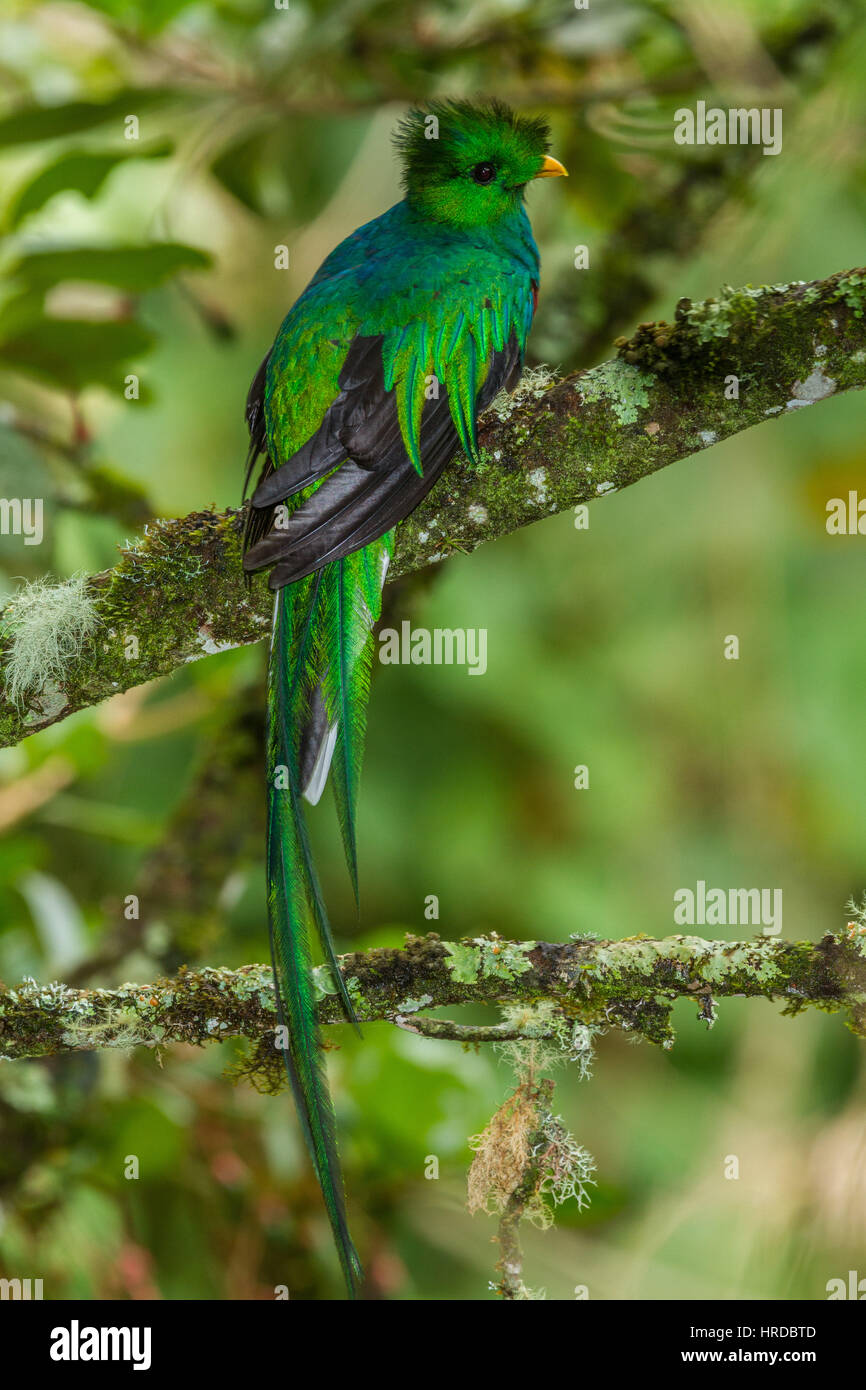 The Resplendent Quetzal, Pharomachrus mocinno, was the sacred bird of ...