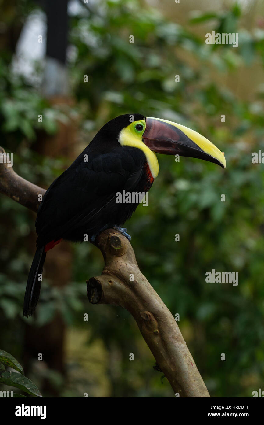 Chestnut-mandibled Toucan or Swainson's Toucan, Ramphastos ambiguus ...