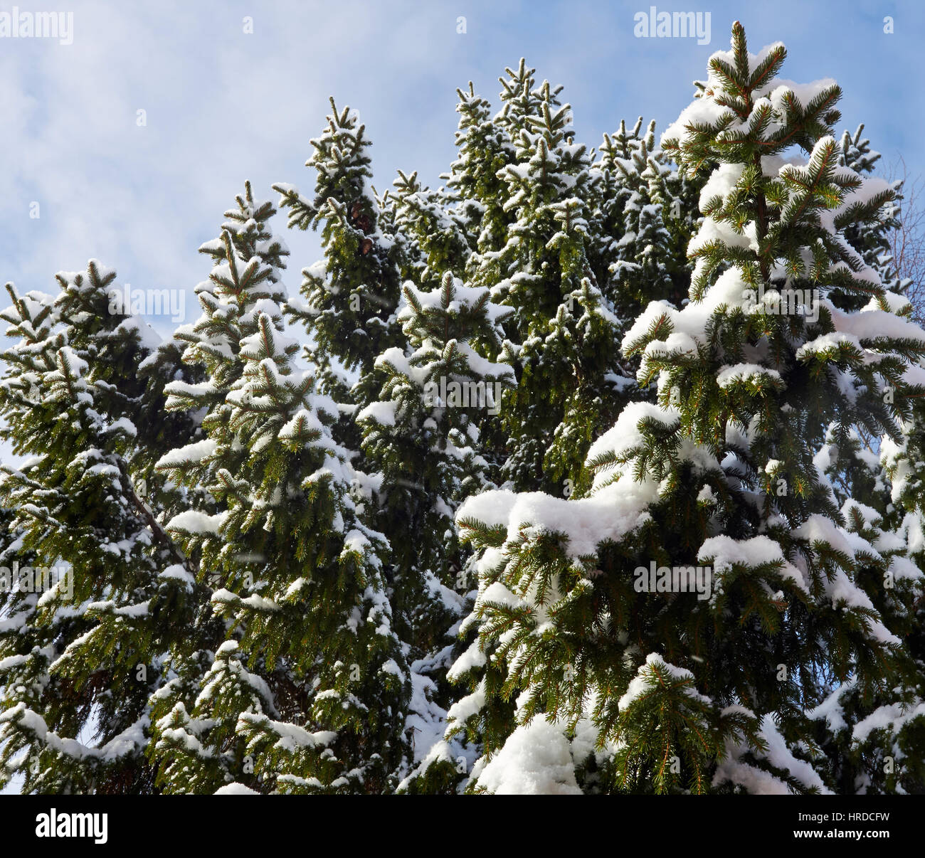snowy spruce branches Stock Photo - Alamy