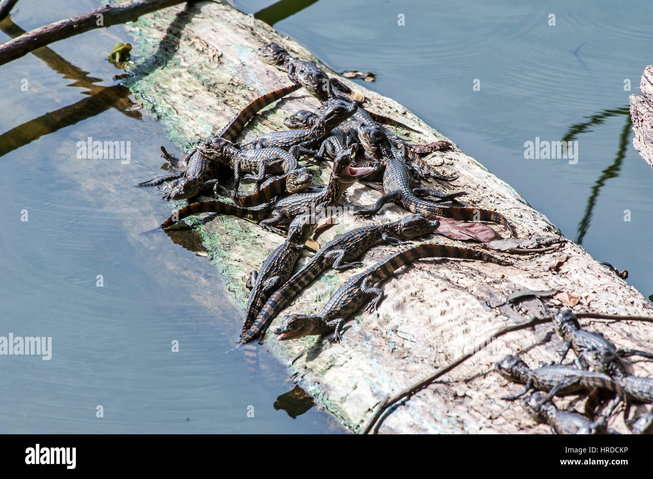 Babies Broad-snouted caiman (Caiman latirostris), photographed in ...