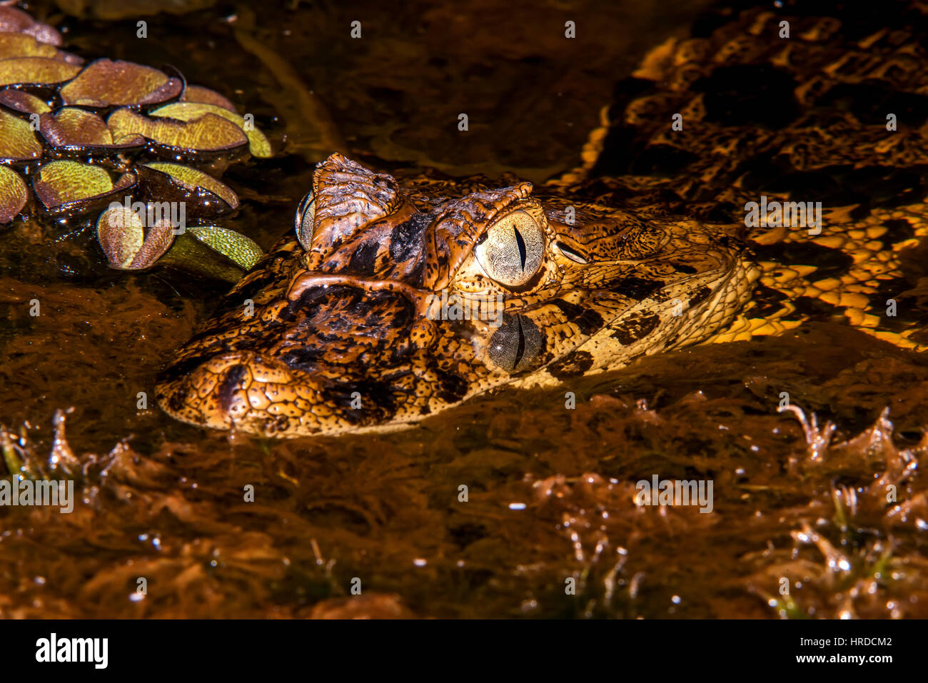 Broad snouted caiman hi-res stock photography and images - Alamy