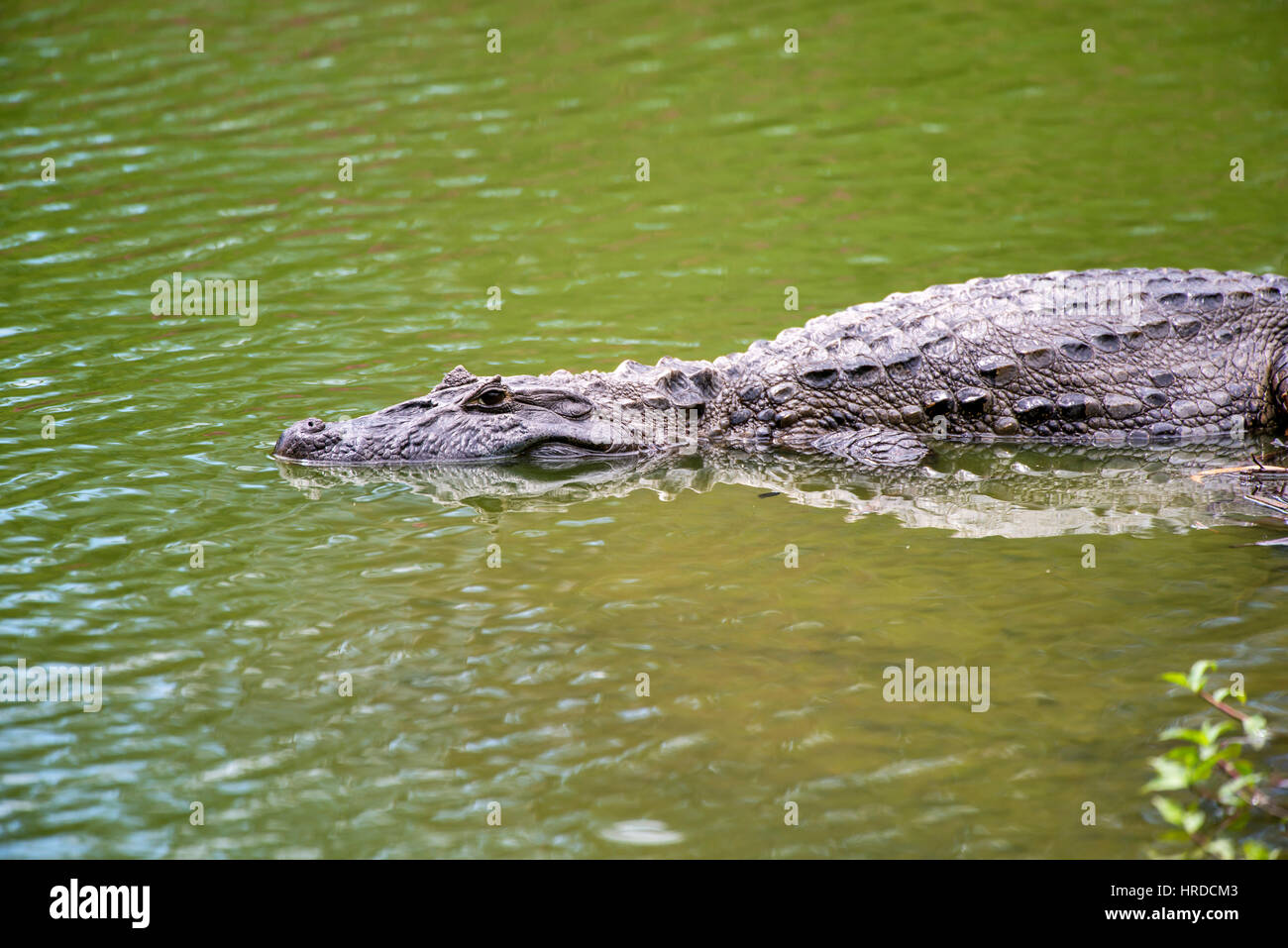 Old big Broad-snouted caiman (Caiman latirostris), photographed in ...