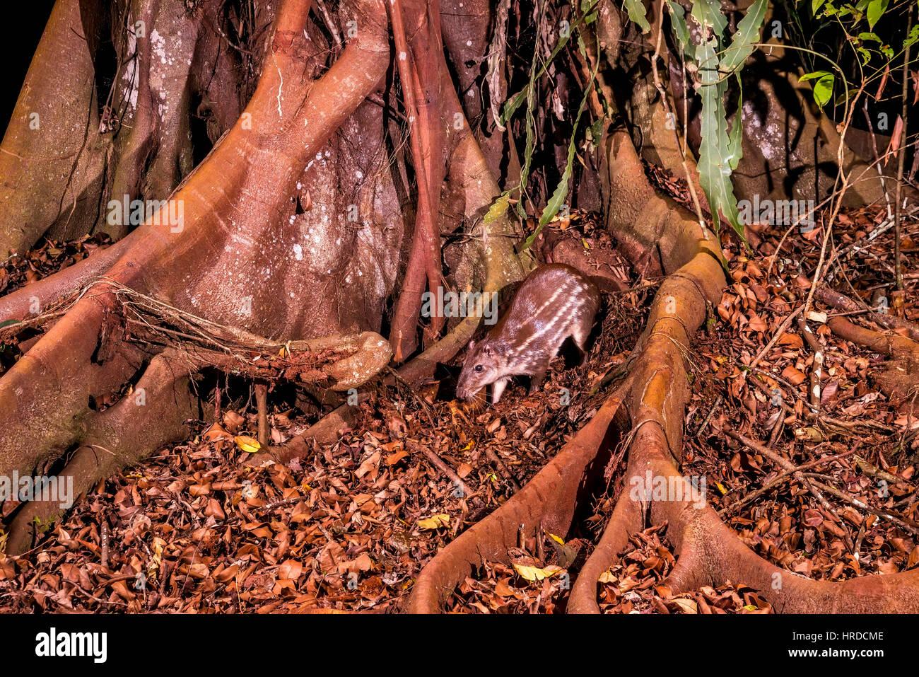 This spotted paca (Cuniculus paca), photographed in Sooretama, Espírito ...