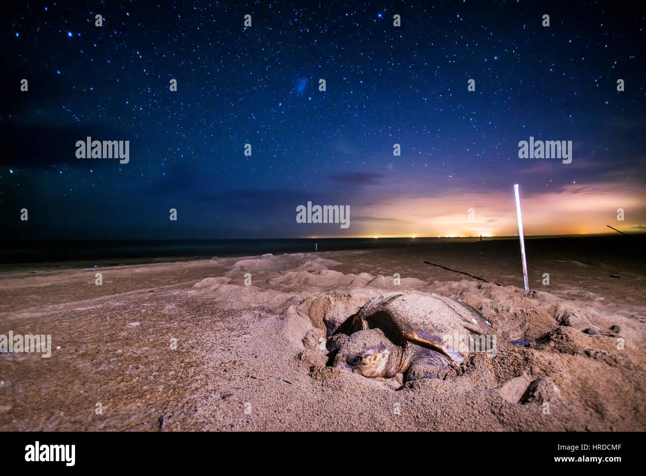 Loggerhead sea turtle (Caretta caretta) laying eggs, , photographed in ...