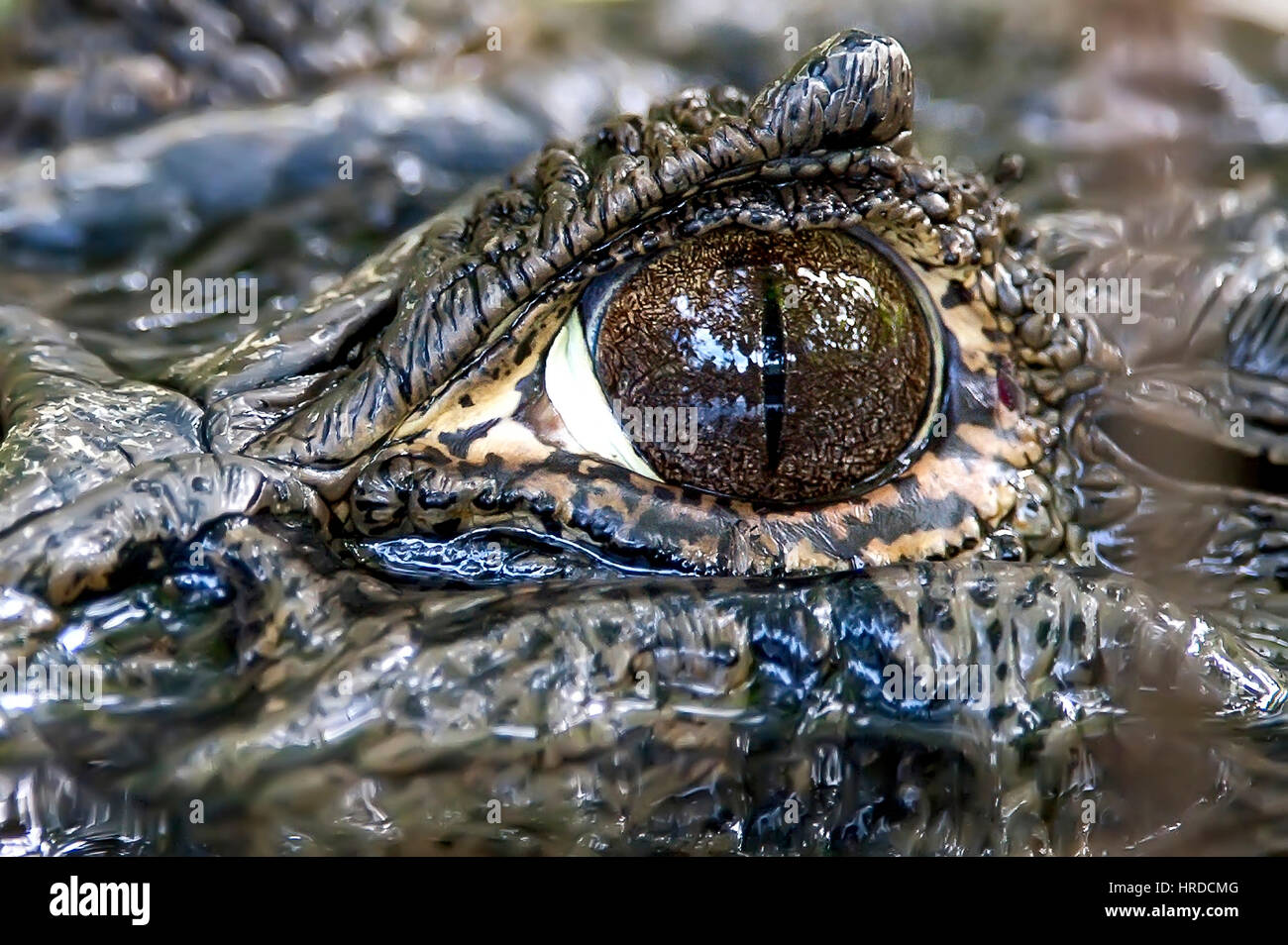 Jacare do papo amarelo hi-res stock photography and images - Alamy