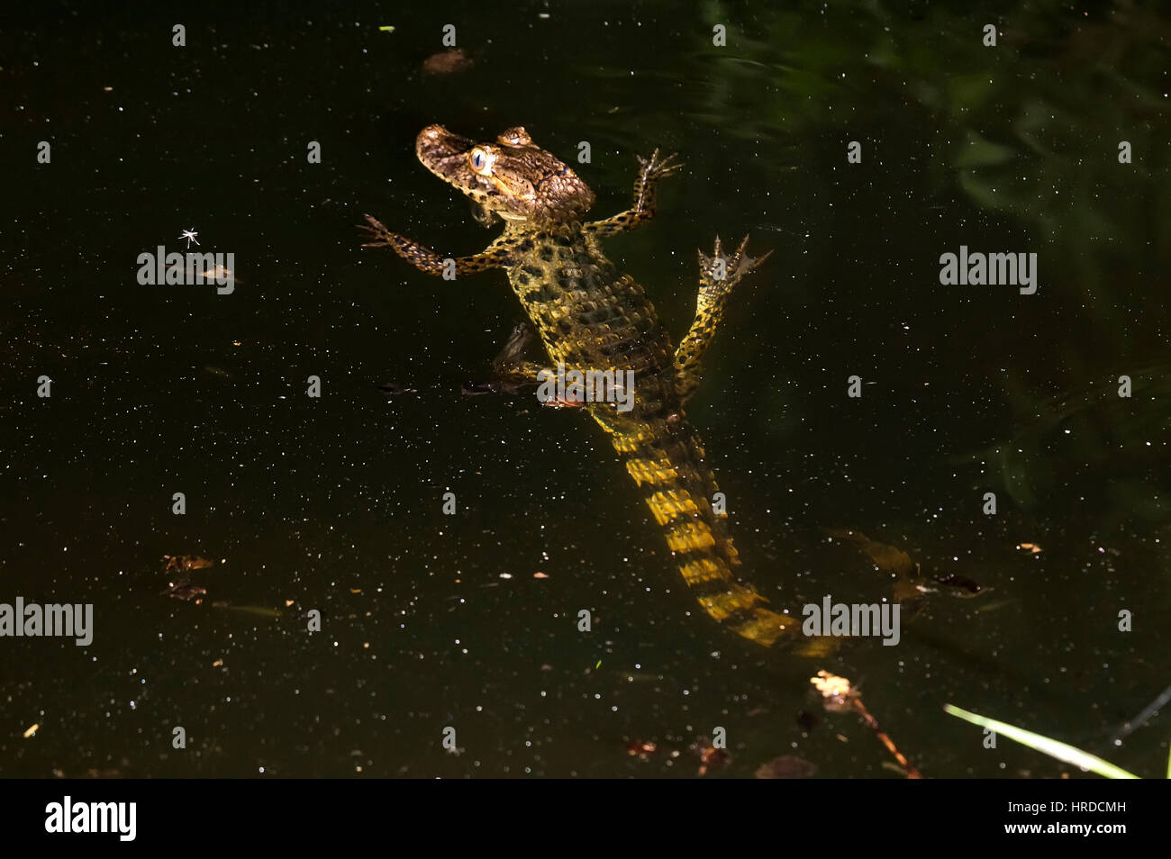 Young Broad-snouted caiman (Caiman latirostris), photographed in ...