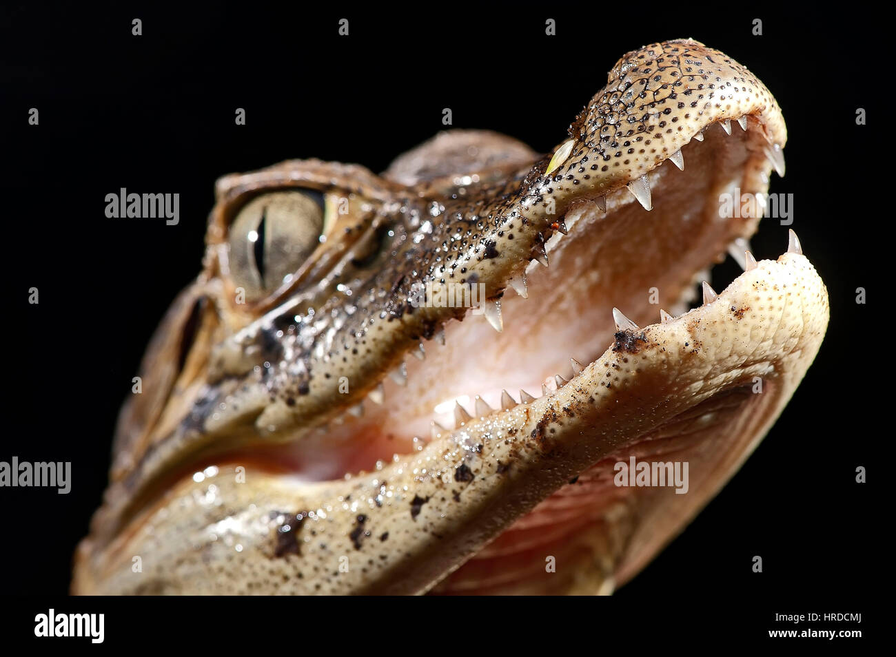 Young Broad-snouted caiman (Caiman latirostris), photographed in ...