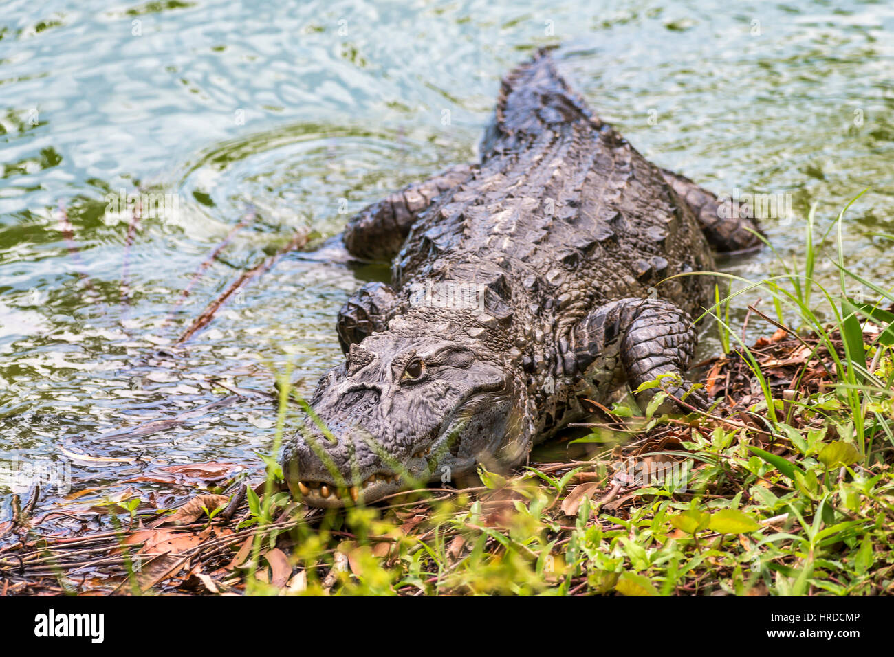 Old big Broad-snouted caiman (Caiman latirostris), photographed in ...
