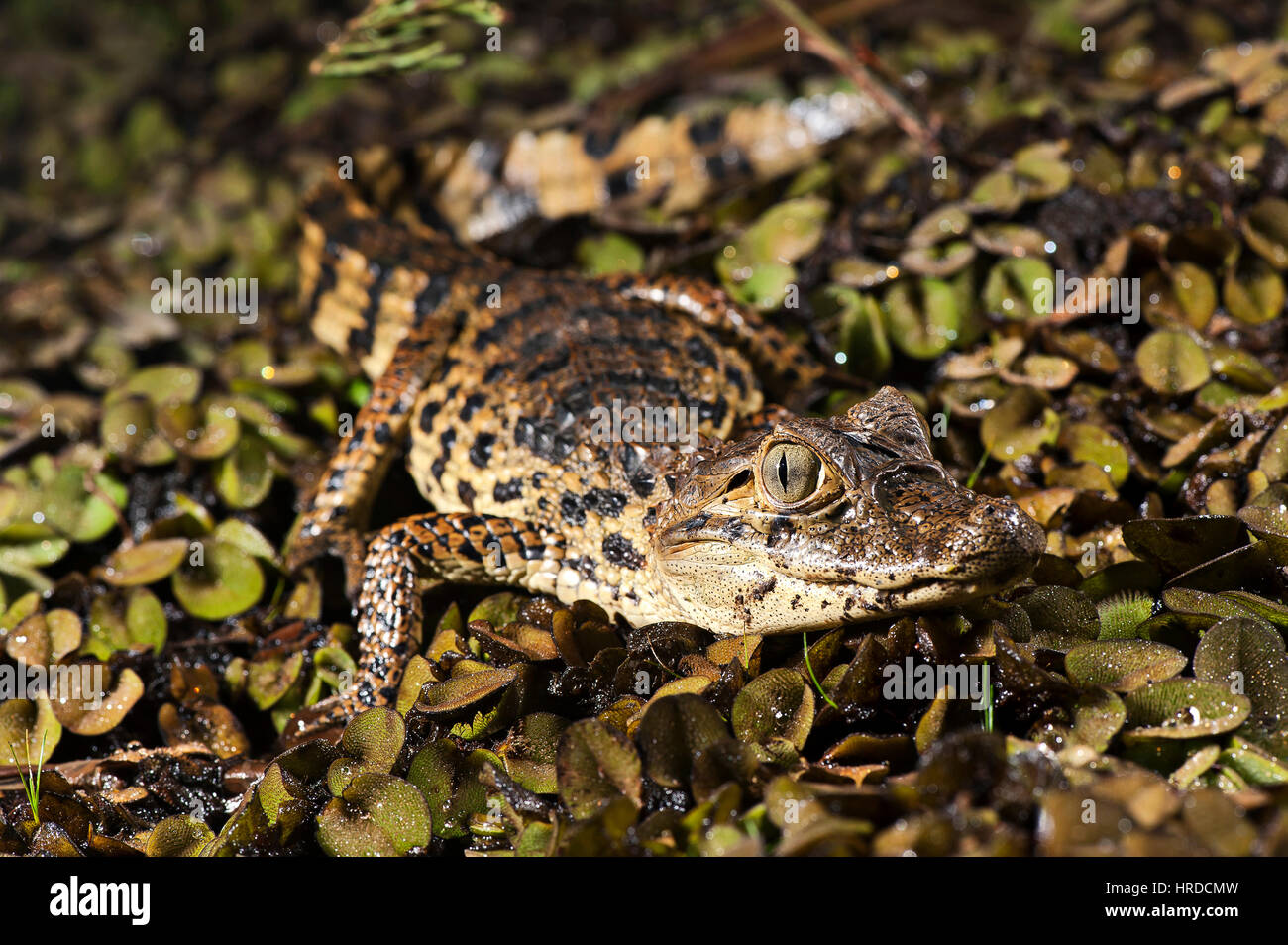 Young Broad-snouted caiman (Caiman latirostris), photographed in ...