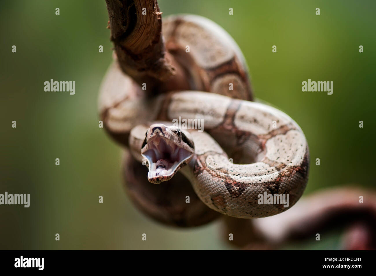Vertebrado constrictor hi-res stock photography and images - Alamy