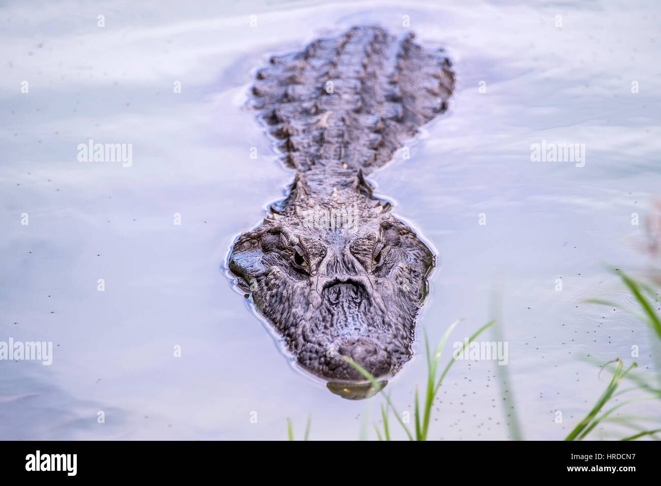Old big Broad-snouted caiman (Caiman latirostris), photographed in ...