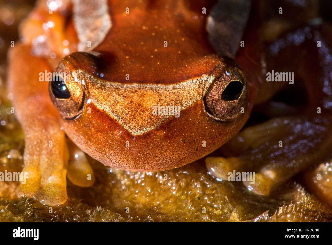 Treefrog (Dendropsophus elegans), photographed in Linhares, Espírito ...
