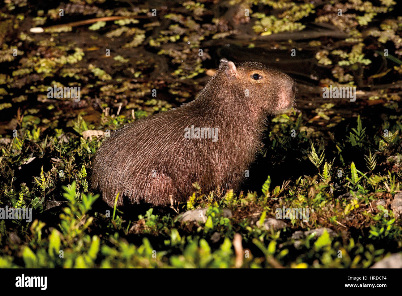 Capybara in wasser hi-res stock photography and images - Alamy