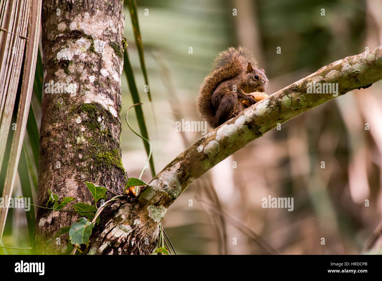 Brazilian squirrel (Guerlinguetus imgrami), photographed in Domingos ...