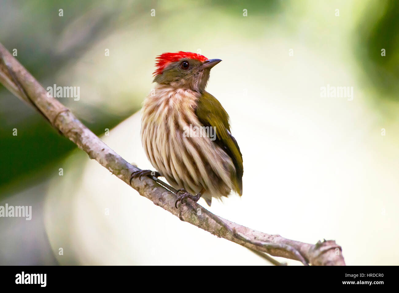 Manaki bird hi-res stock photography and images - Alamy