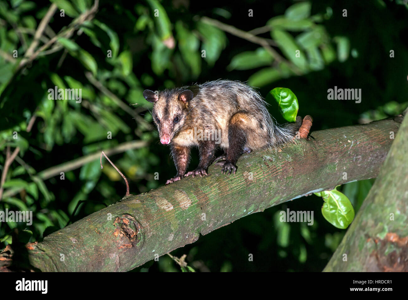 Big-eared opossum (Didelphis aurita), photographed in Sooretama ...